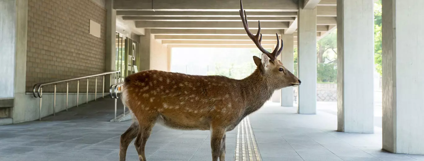 Veado 'Planet Deer' Yoko Ishii pelas ruas de Nara Japão