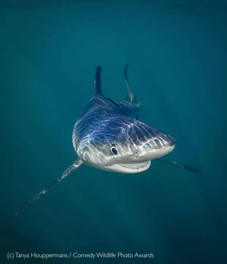 טניה הופרמנס כריש כחול מחייך 00000358 1