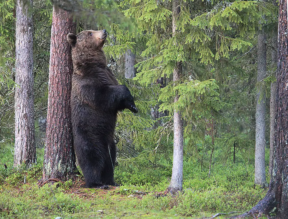 Valtteri Mulkahainen Con gấu có một ngày nghỉ 00000726