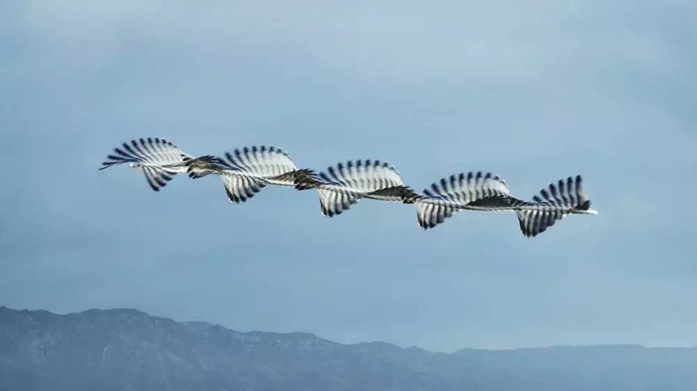 Ornithography Xavi Bou 2