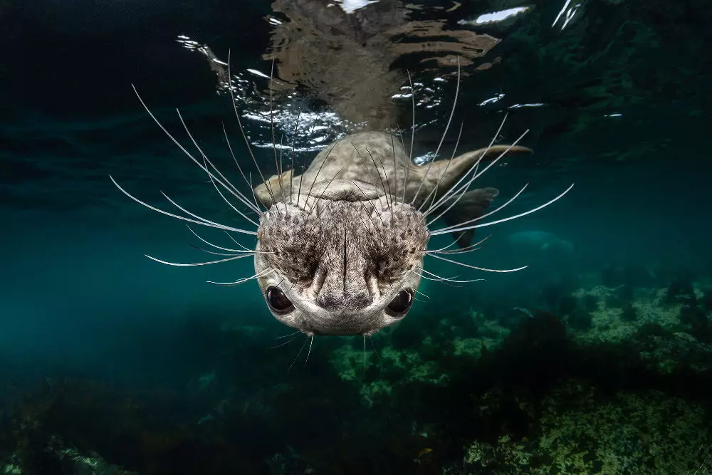 Cold Water Greg Lecoeur Grey Seal