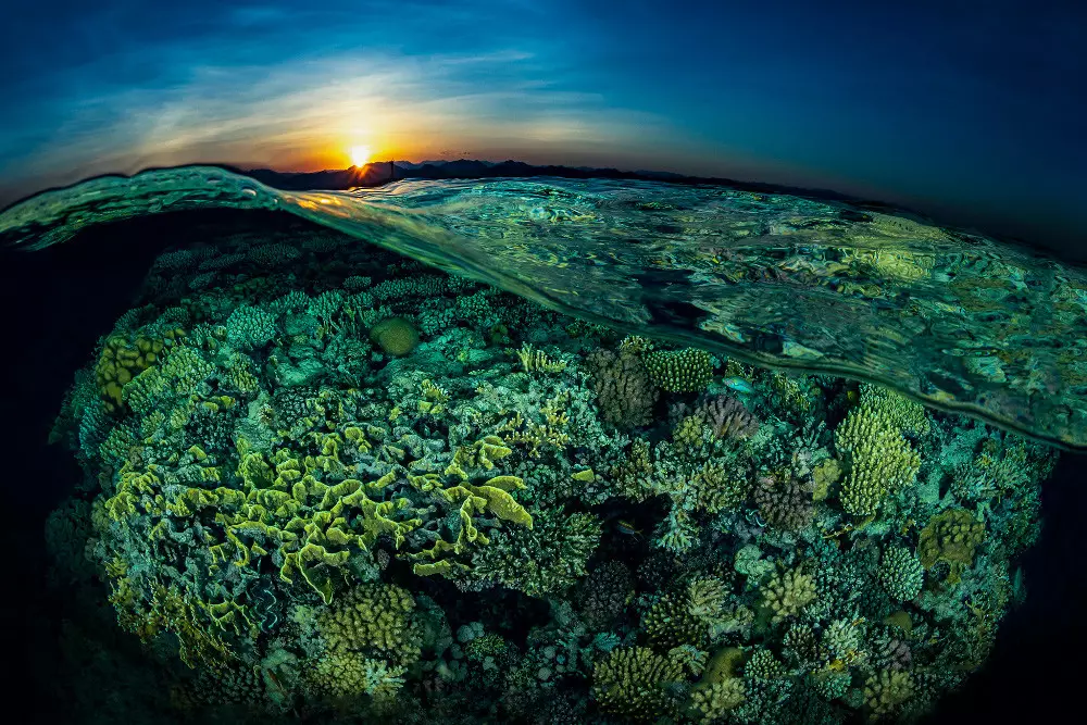 Reefscapes توبیاس فردریش