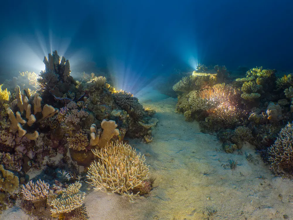 Resif Manzaraları Alex Lindbloom Bir Resif