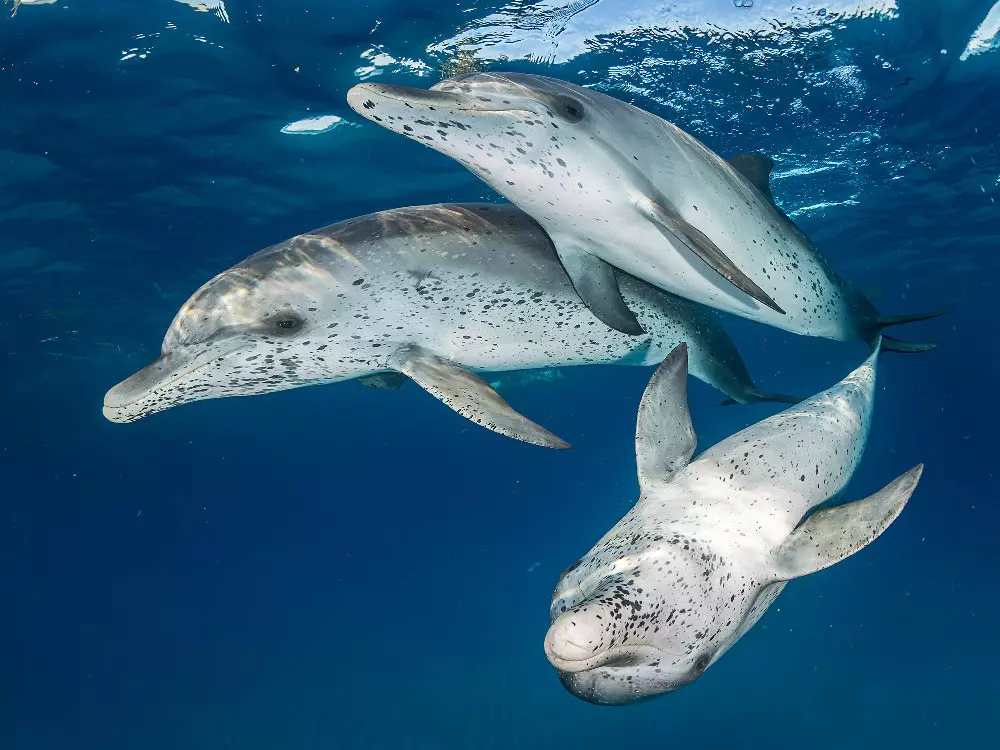 Ko'zgusiz keng burchakli Evgeniy Kitsios Atlantika nuqtali delfinlari