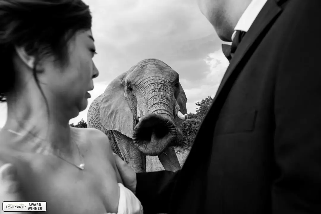 2018 Ispwp विजेताहरू 15 को सर्वश्रेष्ठ विवाह फोटोग्राफी