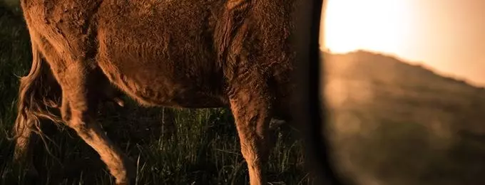 Mèvèy Cabezas del Villar, forè yo kokenn nan Fenlann, bul ak plis ankò: Galaksi Xataka Photo