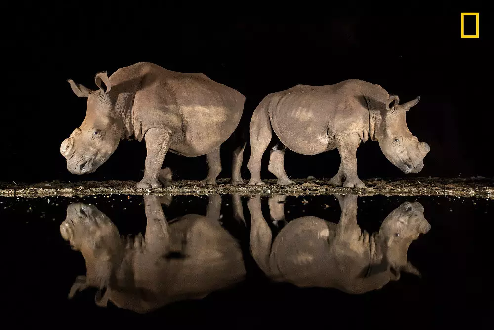 Ng 2018fotoyarışması Yaban Hayatı Üçüncüsü