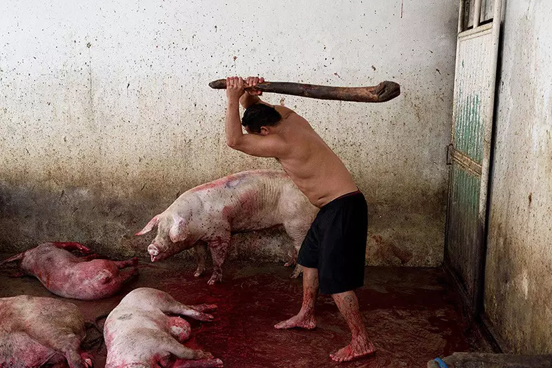 Batated Pig Slaughterhouse Slaughterhouse Mexico