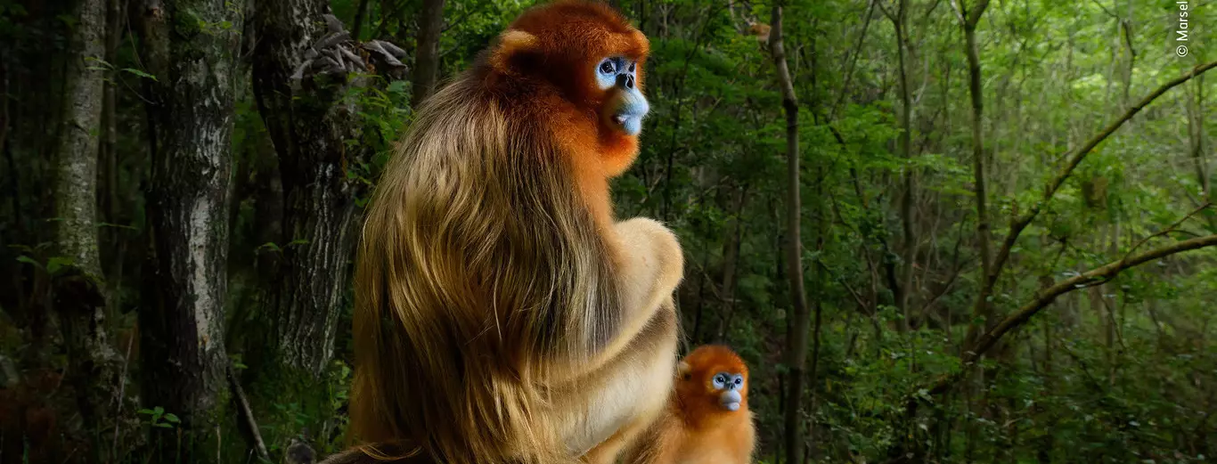 Foto-foto sing menang saka Wildlife Photographer of the Year 2018