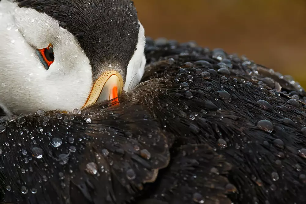 Mario Puffin Under The Rain Tempat Ke-3 Dalam Perhatian