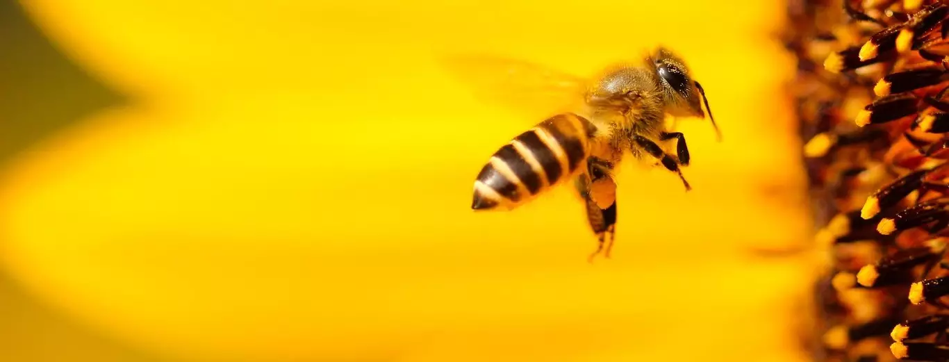 Fotografia makro si meditim