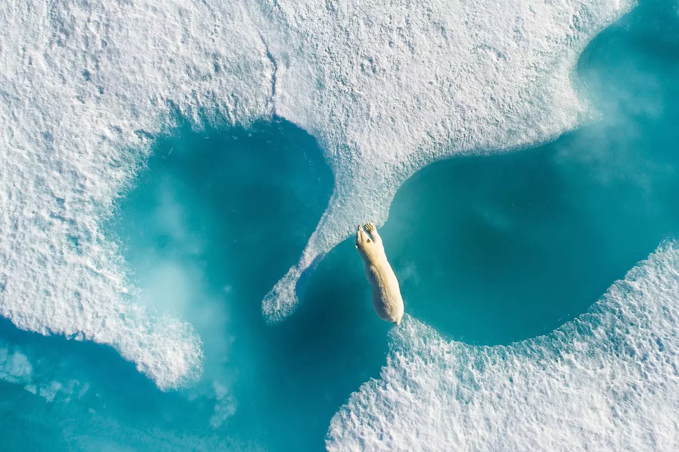 Fotografija godine iznad polarnog medvjeda od Florijana