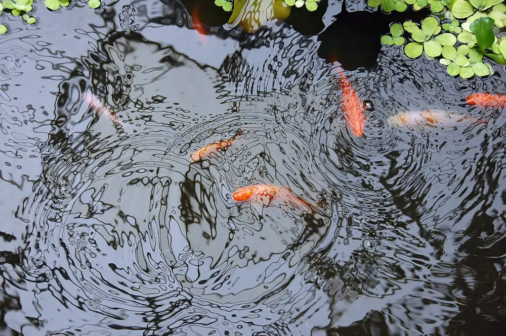 利用夏天的水拍有趣的照片 07