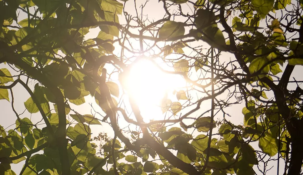 អំពូល Backlight គំរូ 100