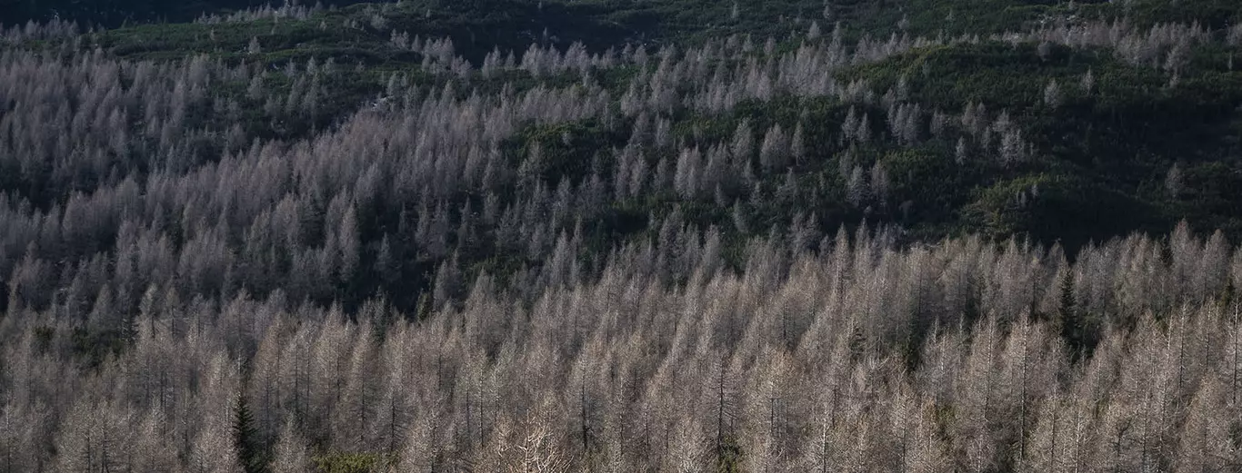 'Open Mountain', Cristiana Gasparotto, vjaġġ emozzjonali għall-Ewwel Gwerra Dinjija