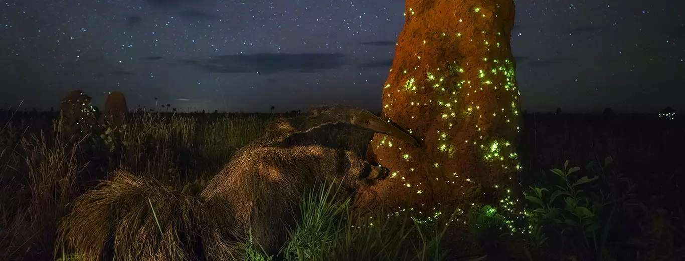 Crita ing mburi foto sing didiskualifikasi ing kontes Wildlife Photographer of The Year