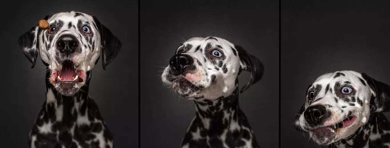 'Honde wat lekkernye vang', snaaksste hondefoto's wat jy nog ooit gesien het