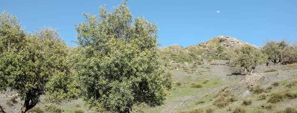 नए एडोब कैमरा रॉ और एडोब लाइटरूम प्रोफाइल का उपयोग कैसे करें