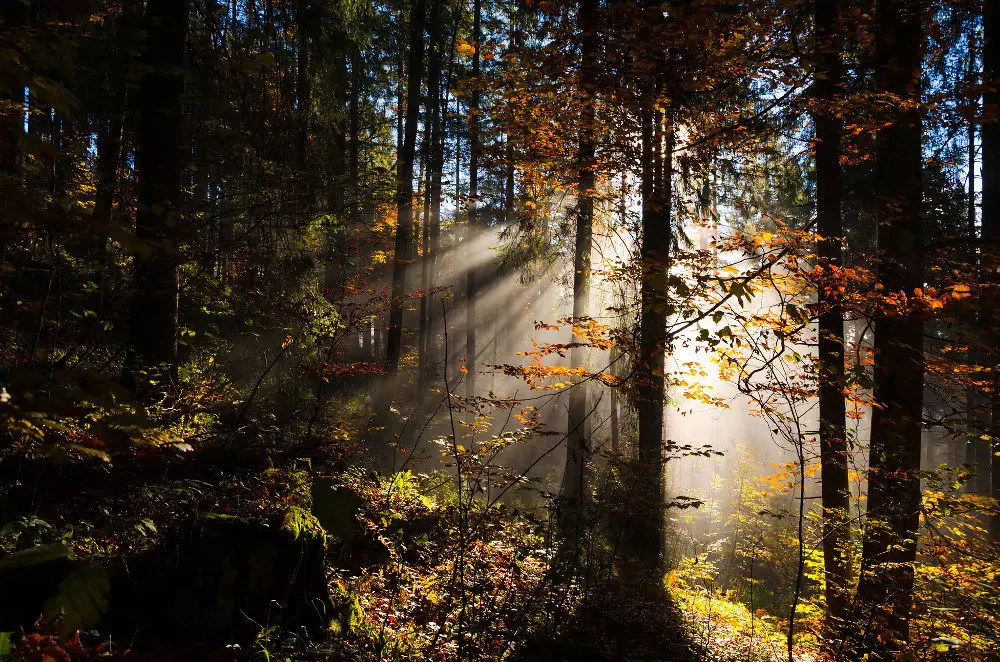 Paņēmieni Tiešs skatītāju skatiens fotoattēlā 05