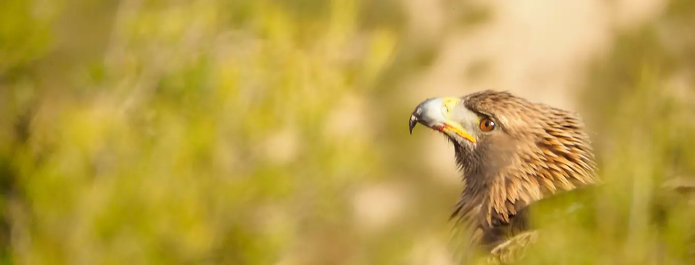 ‘Young Nature Photographers’, online community voor jonge natuurfotografen