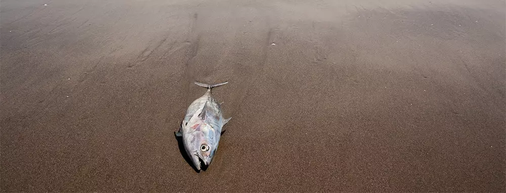 Kuyamba ndi Capture One, katswiri wojambula zithunzi (IV)