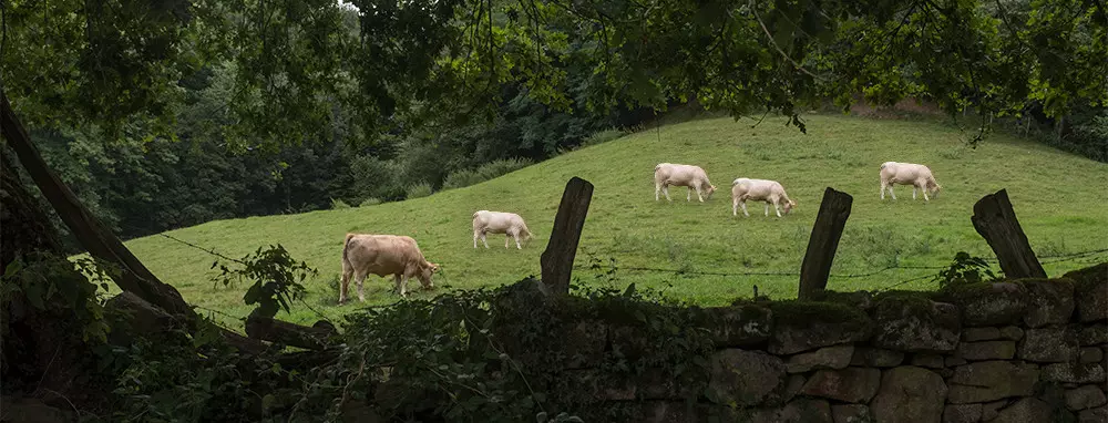 As nove claves para usar a ferramenta de selo de clonación