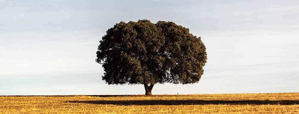 A wéi engem Mooss ass et wichteg mat wéi enger Kamera ze fotograféieren?