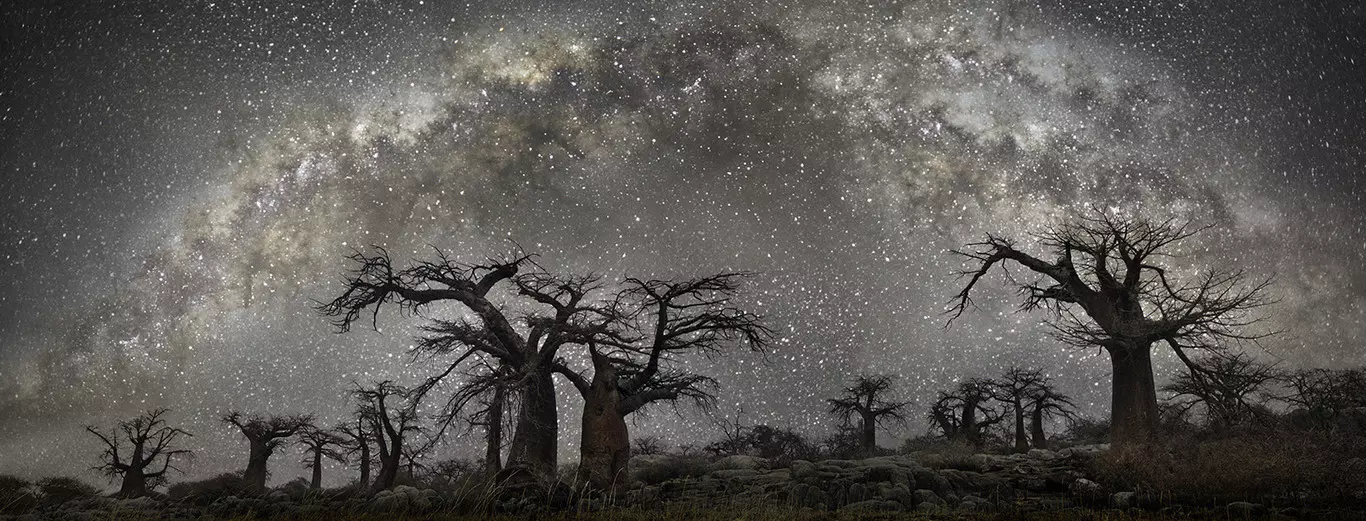 Beth Moon „Deimantų naktys“, senoviniai medžiai po žvaigždėtu dangumi