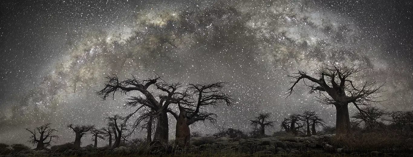 'Diamond Nights', pa Beth Moon, ansyen pye bwa anba yon syèl zetwal