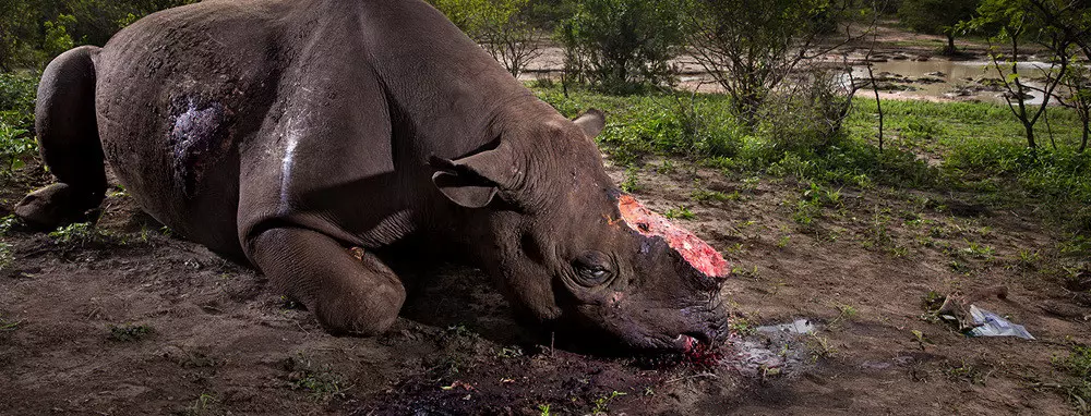 Wildlife Photographer of the Year 2017, fotografies guanyadores del concurs