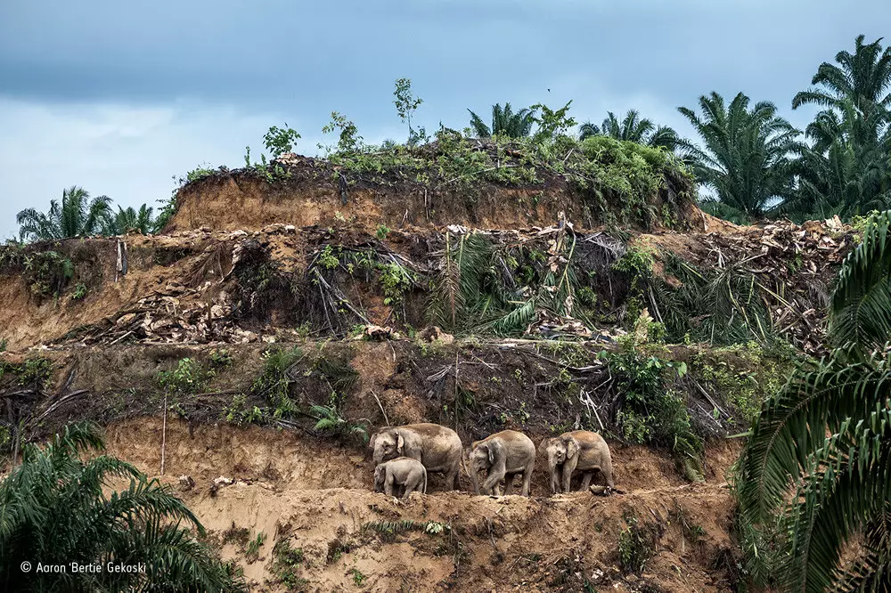 Sobreviventes do óleo de palma Aaron Gekoski Fotógrafo da vida selvagem do