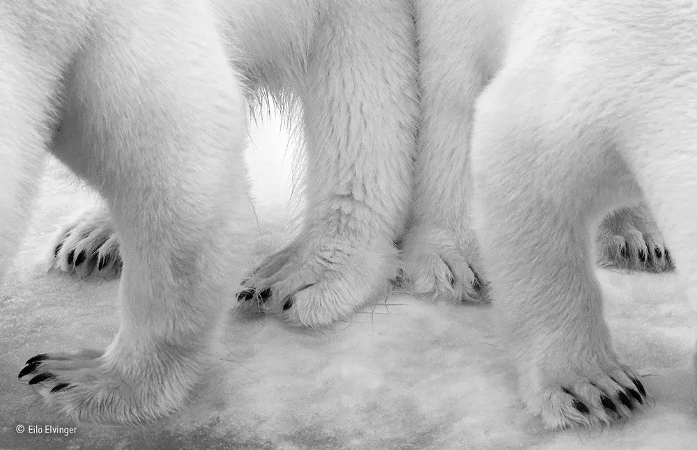 ช่างภาพสัตว์ป่า Polar Pas Deux Eilo Elvinger แห่ง