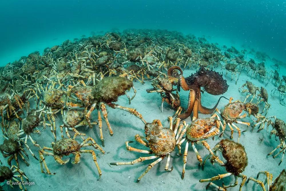 Crab Surprise Justin Gilligan Wildlife Photographer Of The