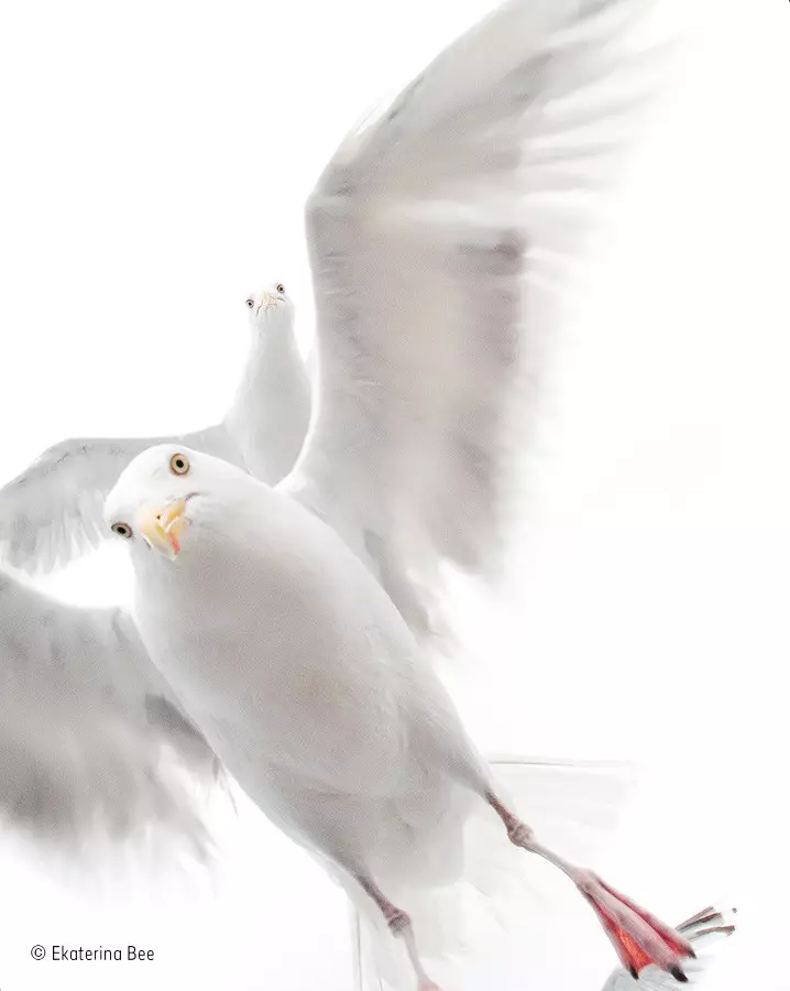 В хватката на чайките Екатерина Пчела Фотограф на дивата природа на