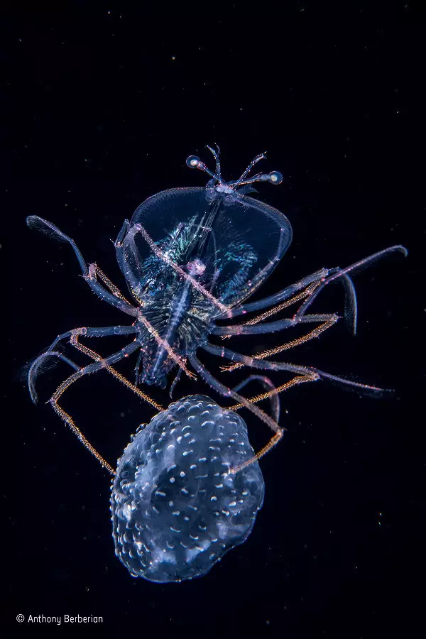 The Jellyfish Jockey Anthony Berberian Wildlife Photographer Of The
