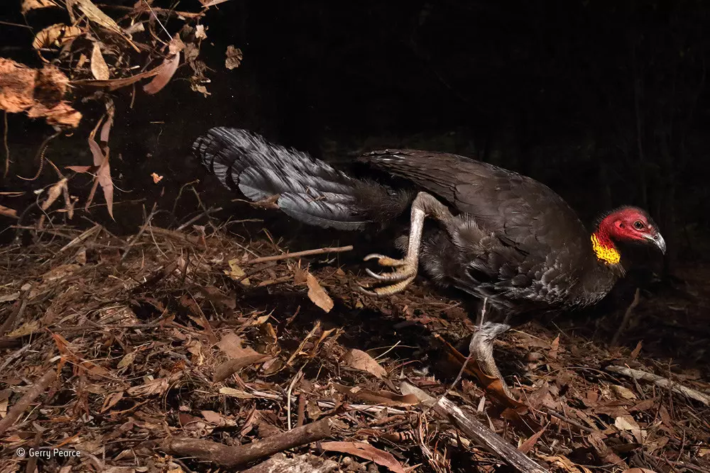 The Incubator Bird Gerry Pearce Wildlife Photographer Of The