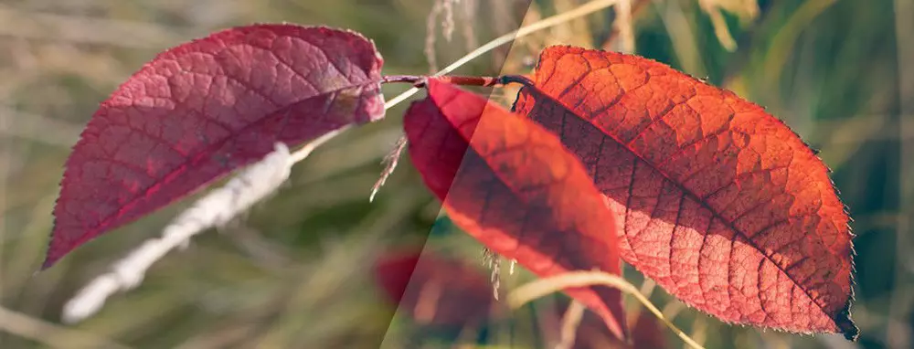 Brezplačne prednastavitve Lightroom, ki bodo vašim jesenskim fotografijam dale starinski pridih