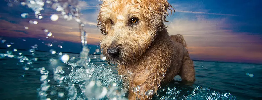 Dog Photographer of the Year 2017: sary nandresy tamin'ny fifaninanana alika