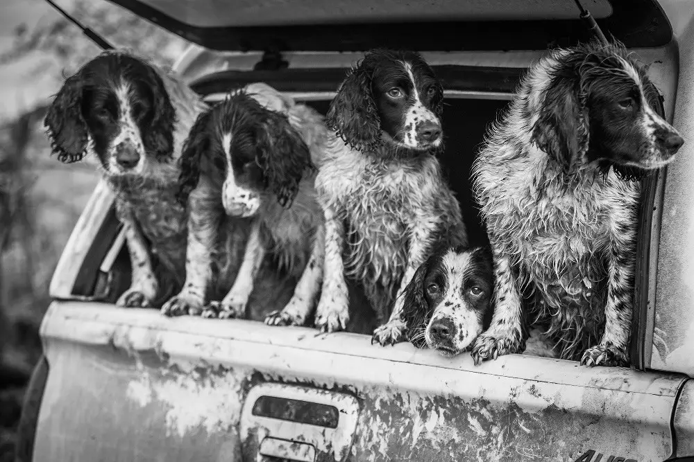 Dpoty Dogs At Work 2nd C Lucy Charman The Kennel