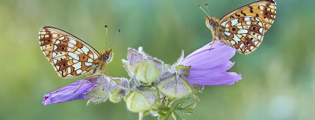 Ezek a nemzetközi fotópályázat XXI. kiadásának döntős képei