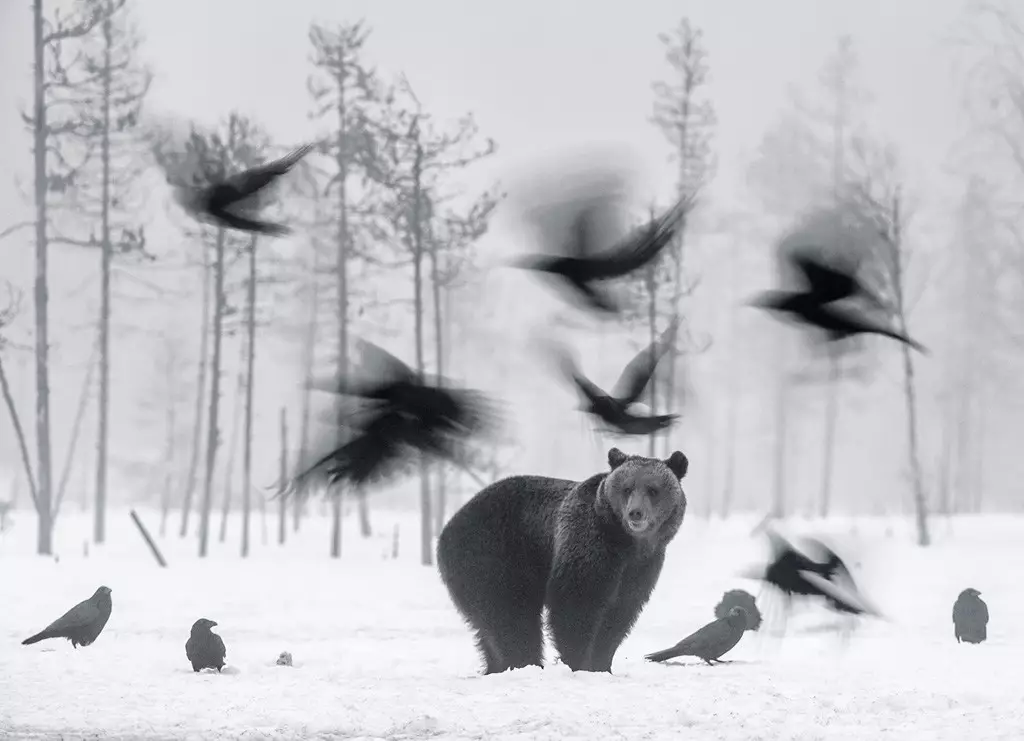 Бурый медведь и вороны, Яри Пелтомаки, Oulu Pohjois Pohjanmaa
