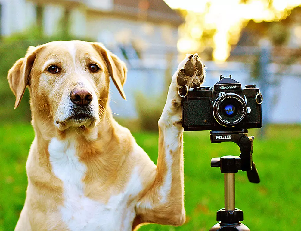 Kā fotografēt mājdzīvniekus un suņus 3