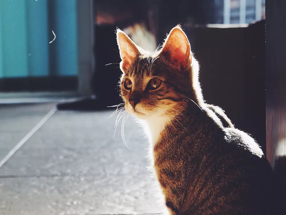 Cum să fotografiezi animale de companie I pisici 7