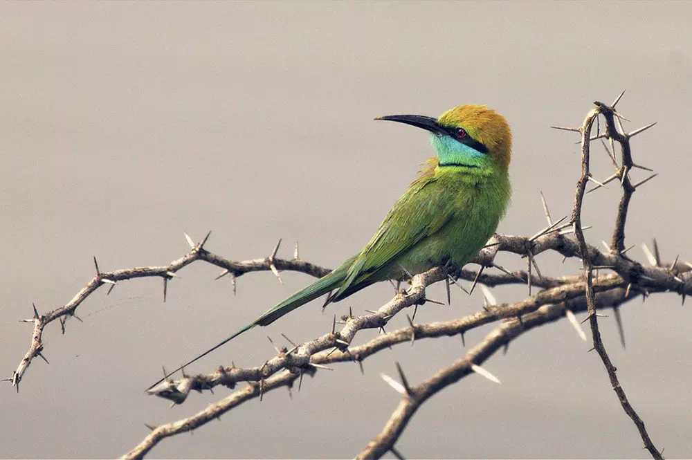 Togafiti Natura Vao 13