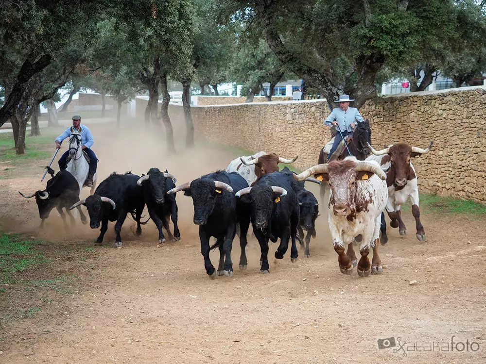 אָלימפּוס עמ1 מ2 2385