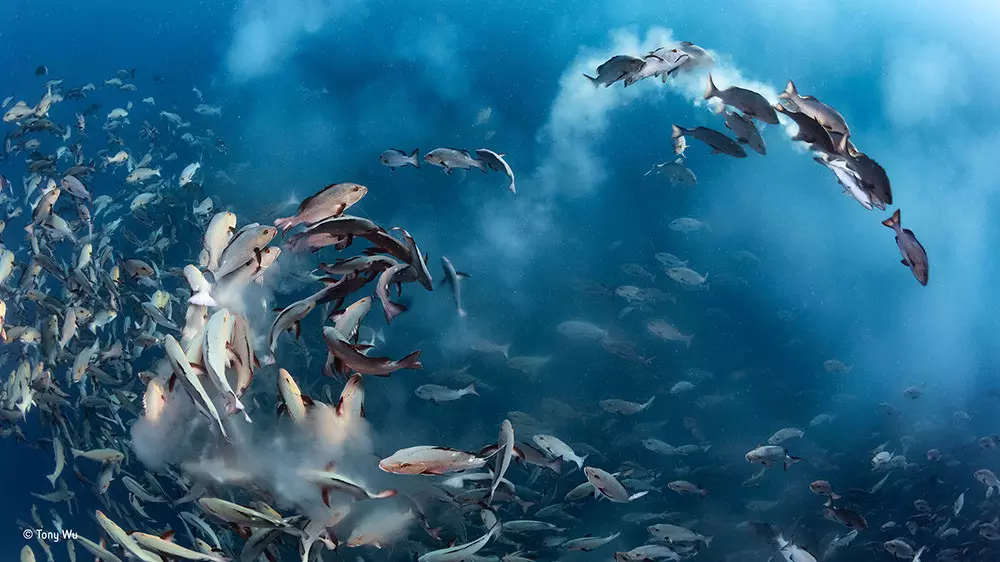 Tony Wu Fotografi i Vitit të Jetës së Egër nën ujë
