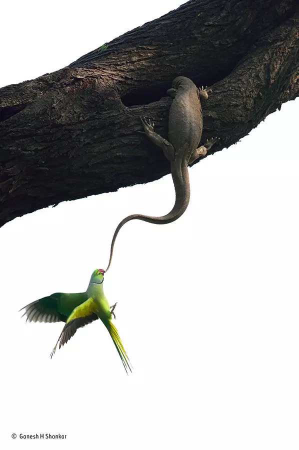 Ganesh H Shankar Fotograf i Jetës së Egër të Zogjve të Vitit