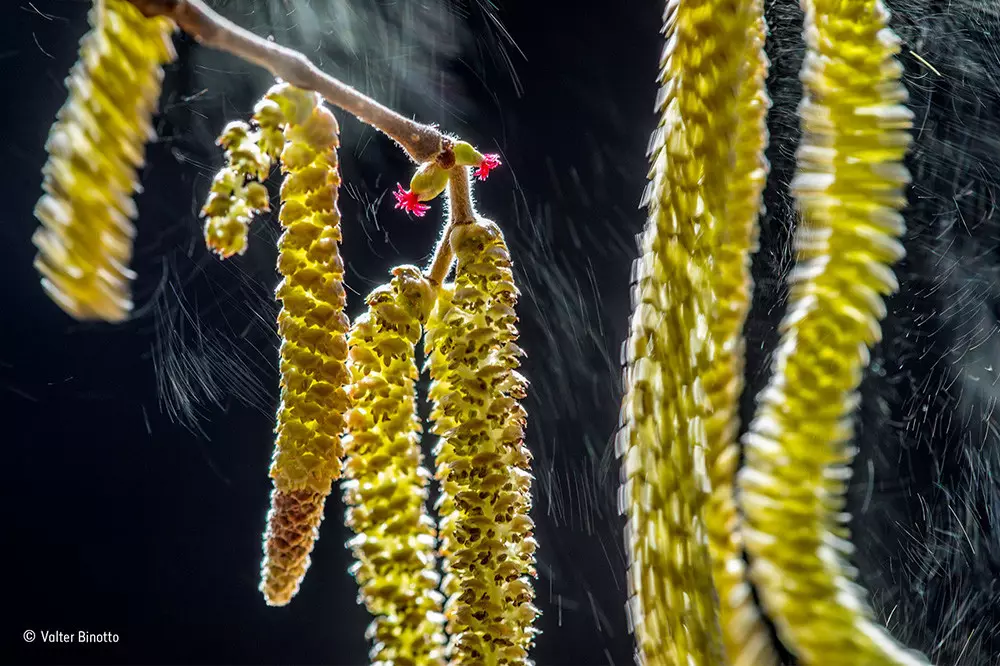 Valter Binotto Fotograf i Botës së Egër të Bimëve të Vitit