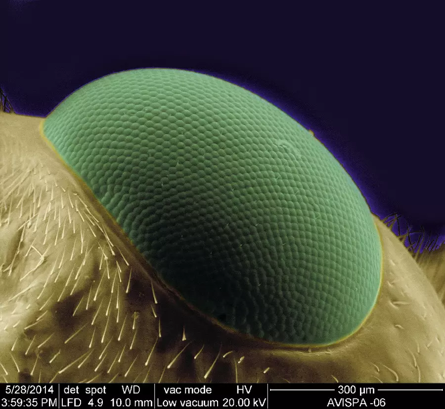 Wasp's Eye Al Sem