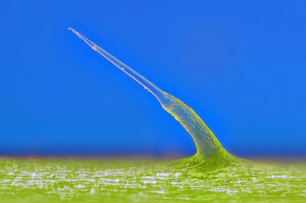 Super Macro Hair Nettle